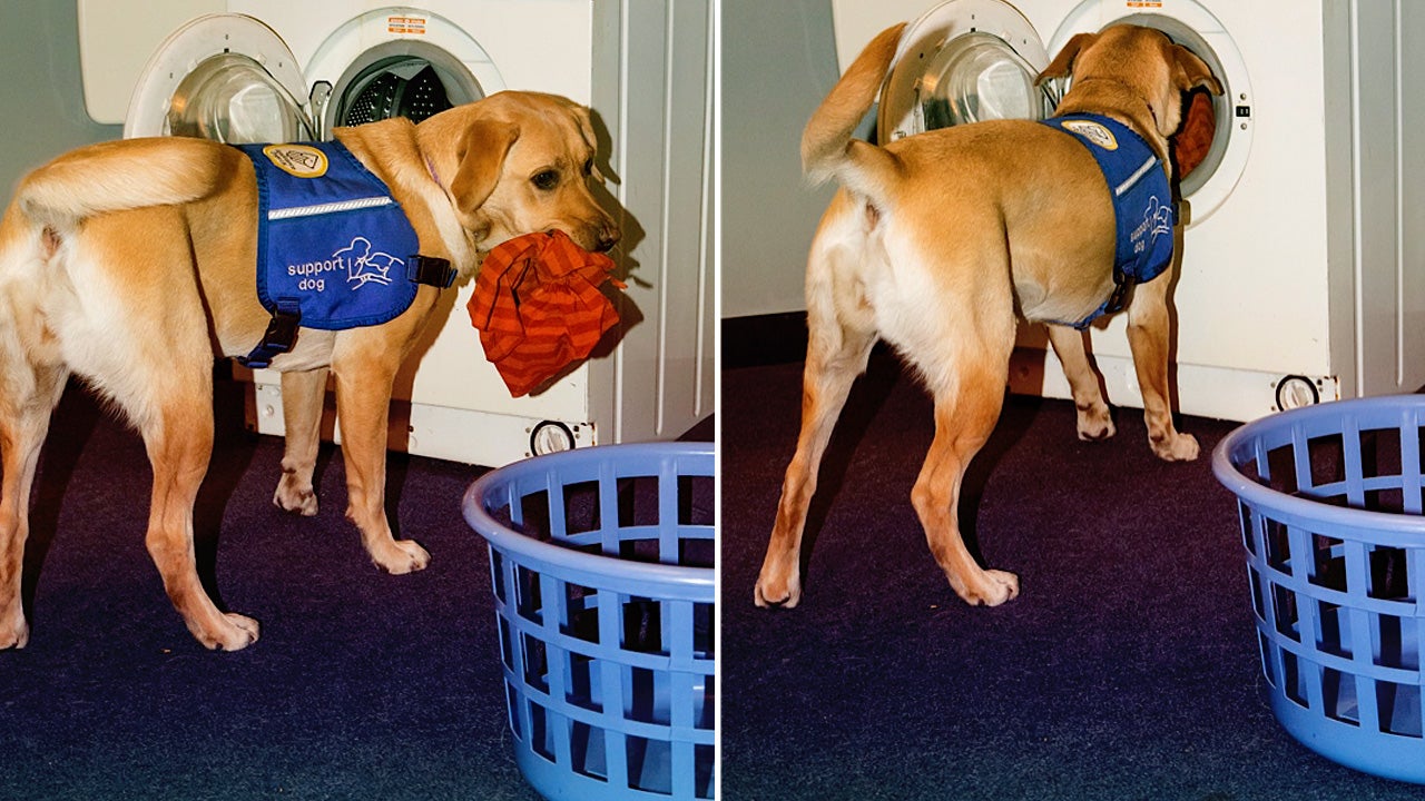 This Laundry Machine For Dogs Starts With A Bark - Fast Company