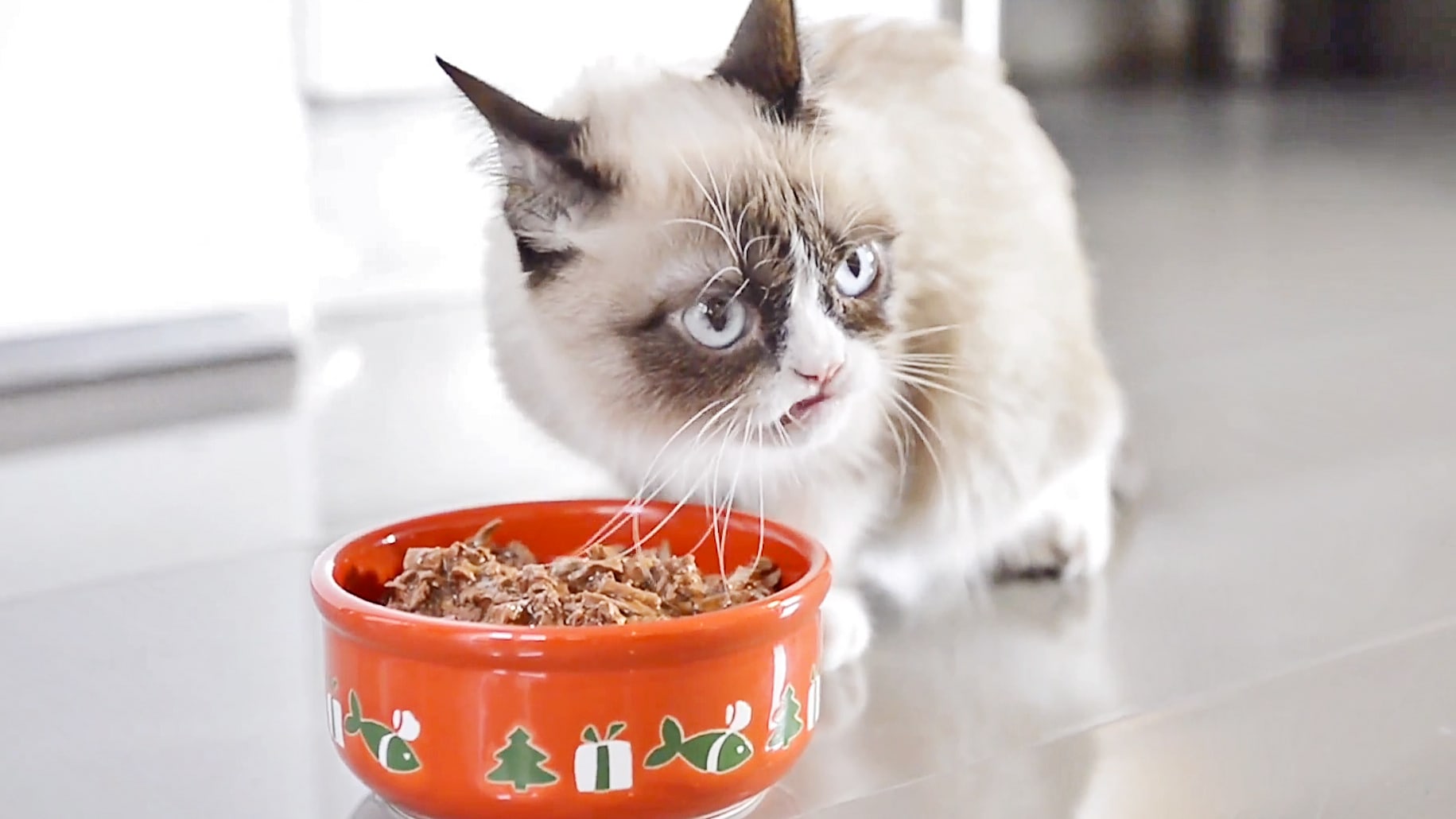 Grumpy Cat Says It's Hard To Be A Cat At Christmas - Fast Company
