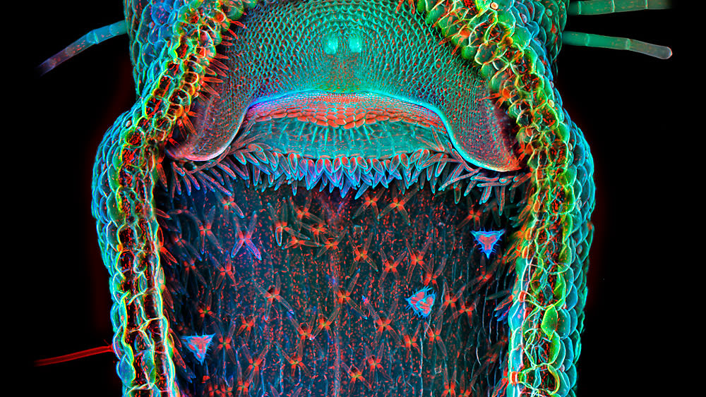 See The Tiny Carnivorous Monster That Just Won Olympus's Micro Photo ...