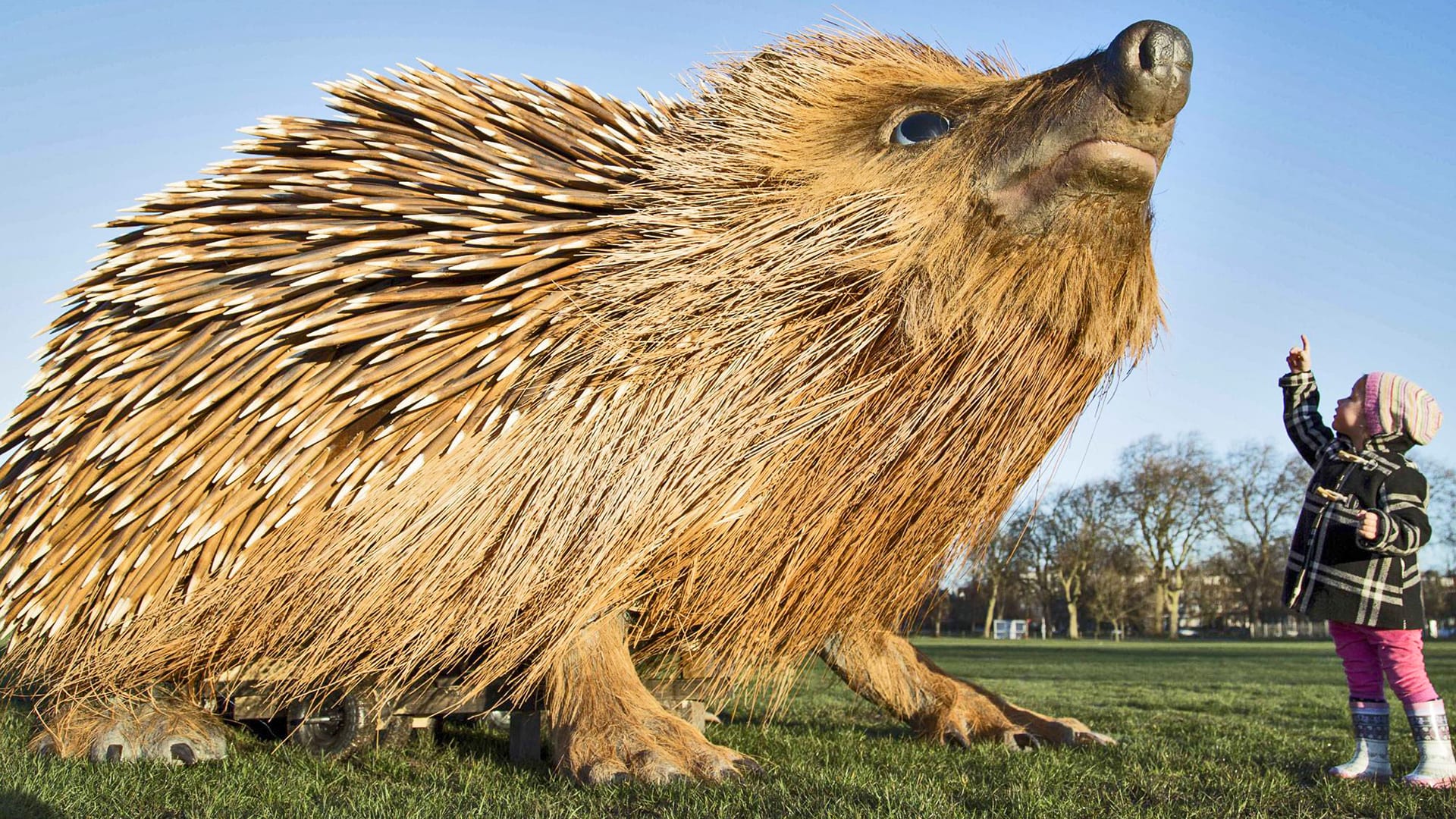 Not Enough U.K. Residents Had Ever Seen a Hedgehog; Now, This Is ...