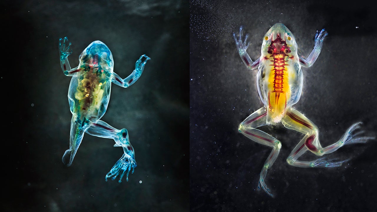 Look At These Horrifying Monster Frogs! - Fast Company