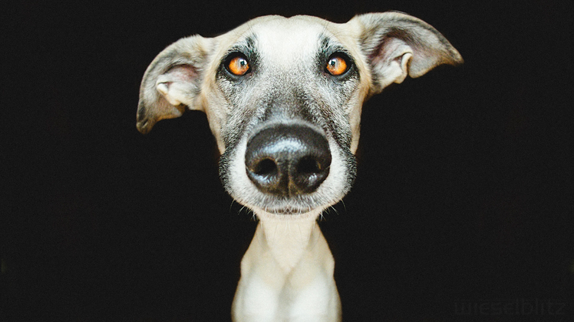 Look At These Beautifully Expressive Dog Portraits (And Find Out How To ...