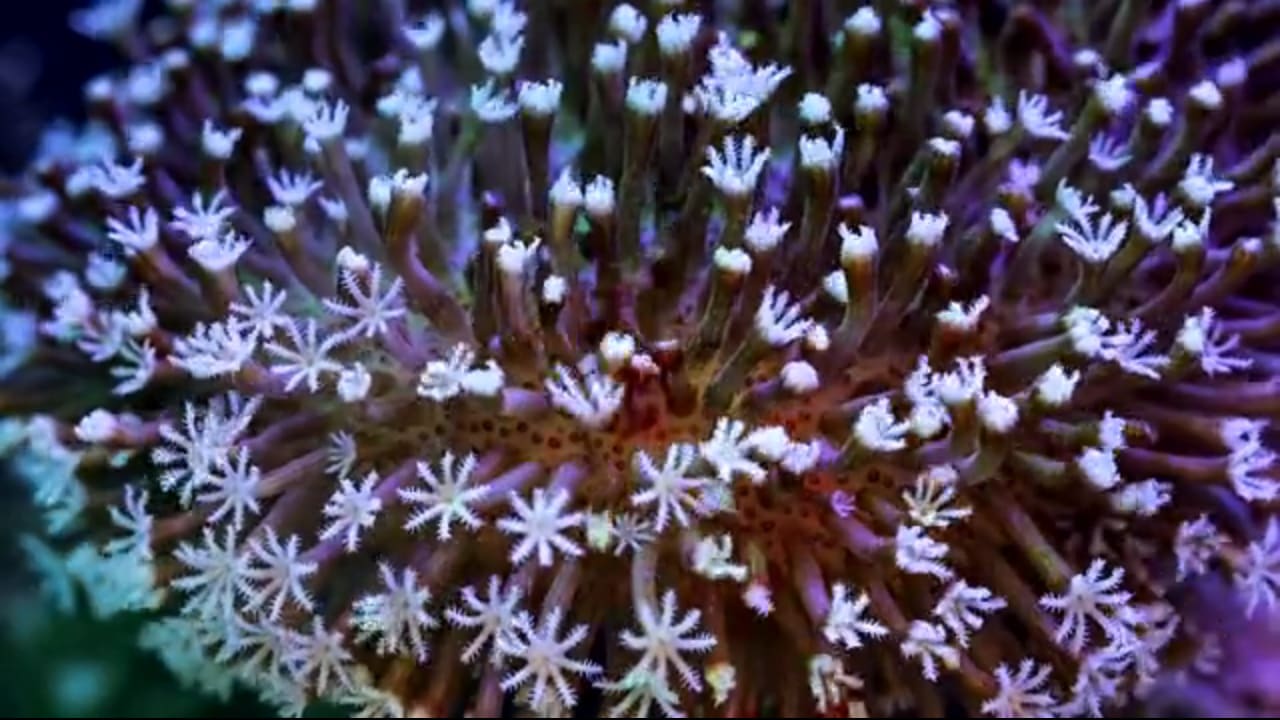 Watch This Incredible Slow-Mo Video Of The Underwater Creatures You ...