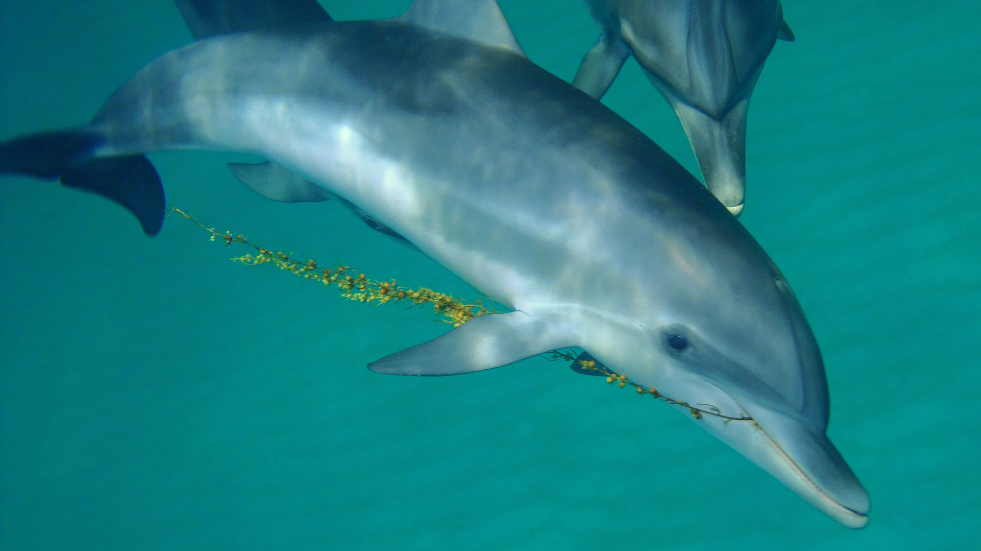 This Underwater Computer Will Let Humans And Dolphins Talk To Each ...