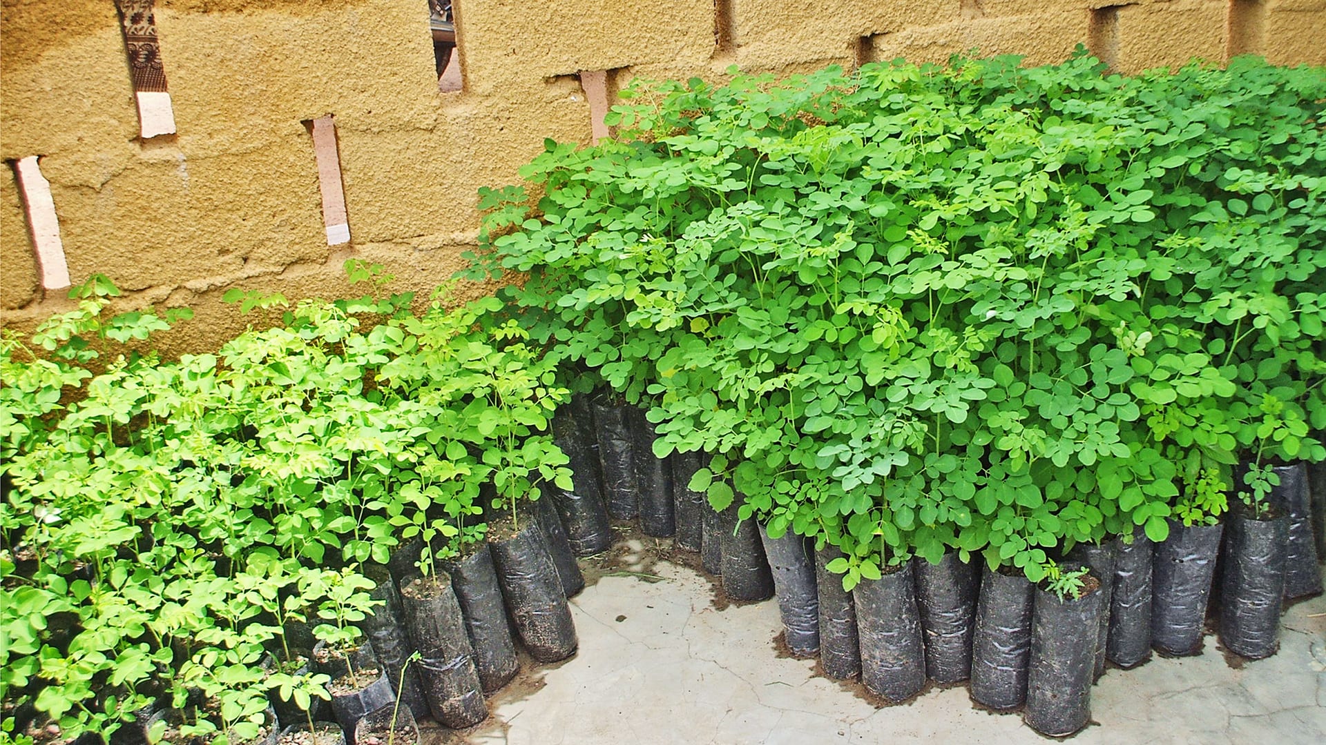 A Distant Voyage, A Powerful Plant, And A Crowd-Backed Quest To Crack ...