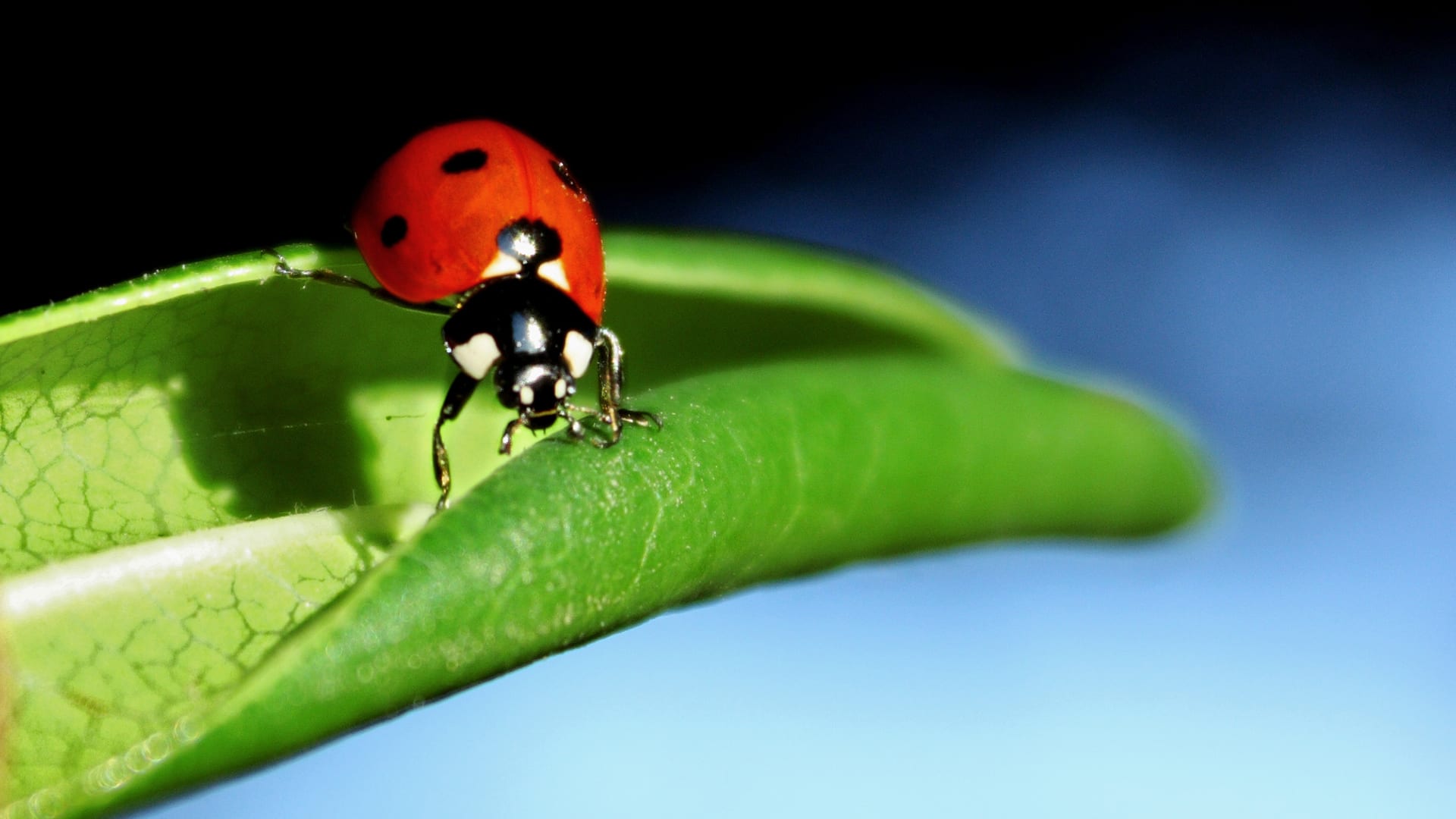 Instabug Launches Bug-Tracking Tool For Mobile Developers - Fast Company