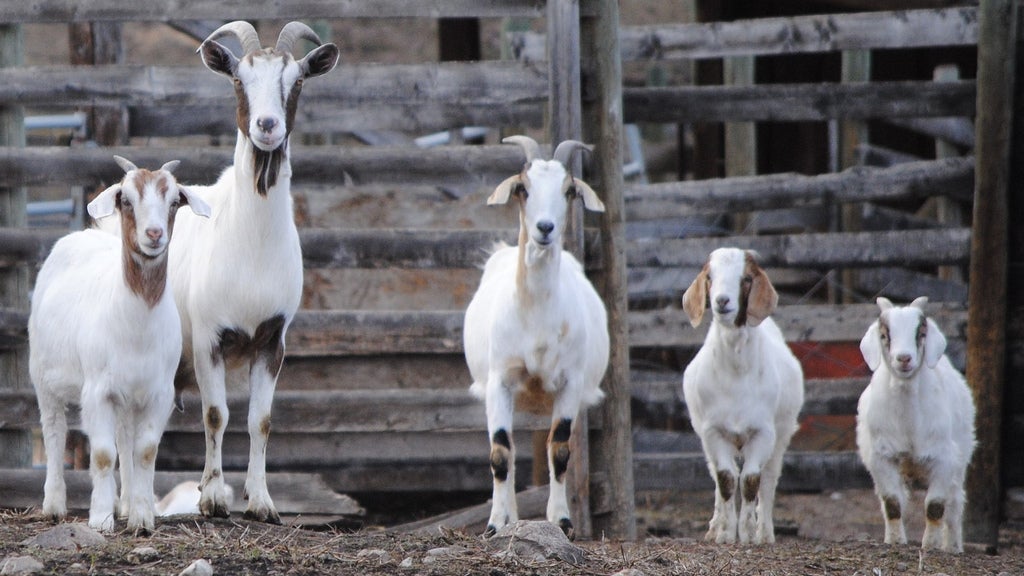 Detroit Ousts Weed-Eating Goats - Fast Company