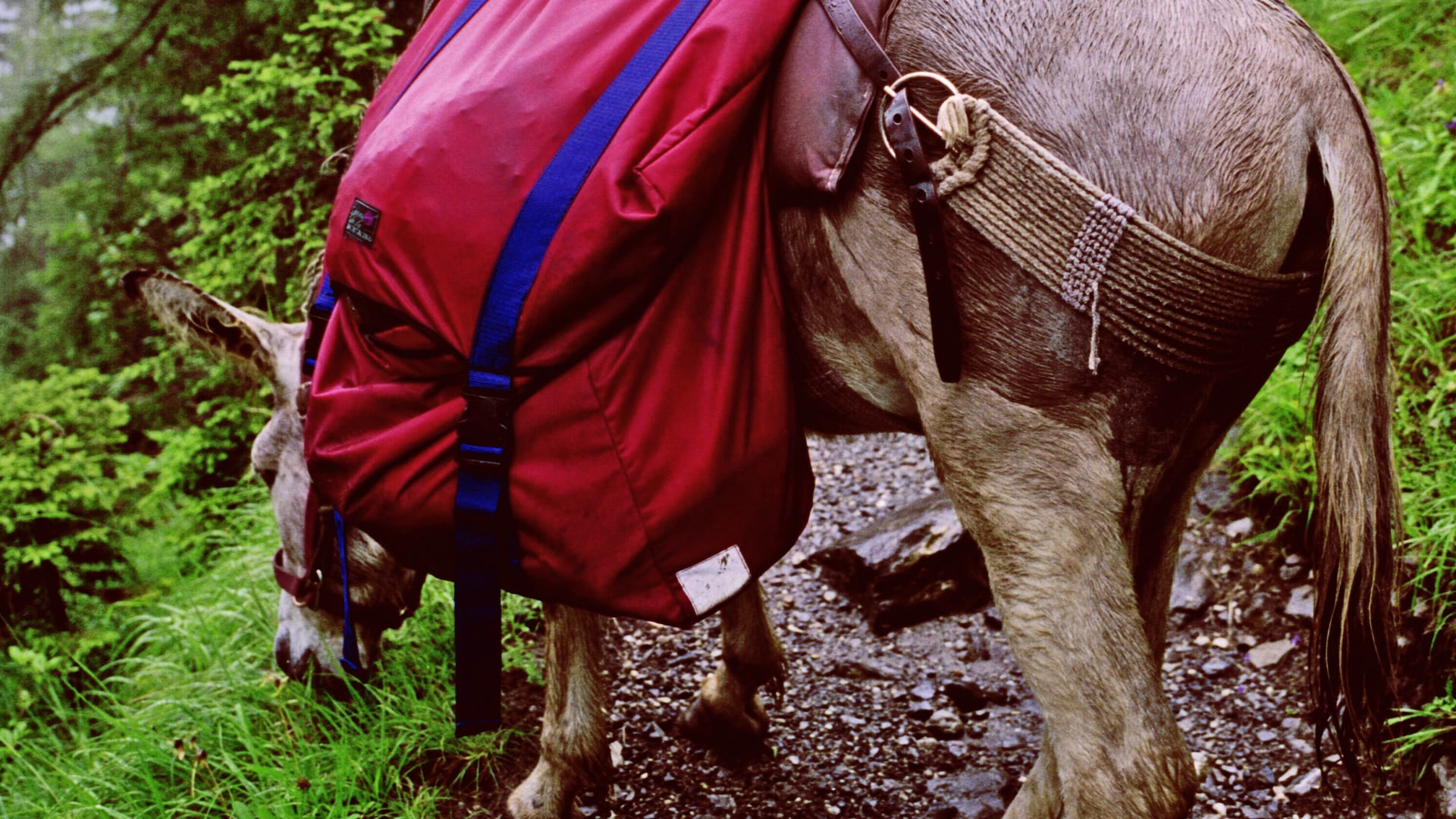 How Solar-Paneled "Plug-And-Play Donkeys" Bring The Internet To Turkish ...