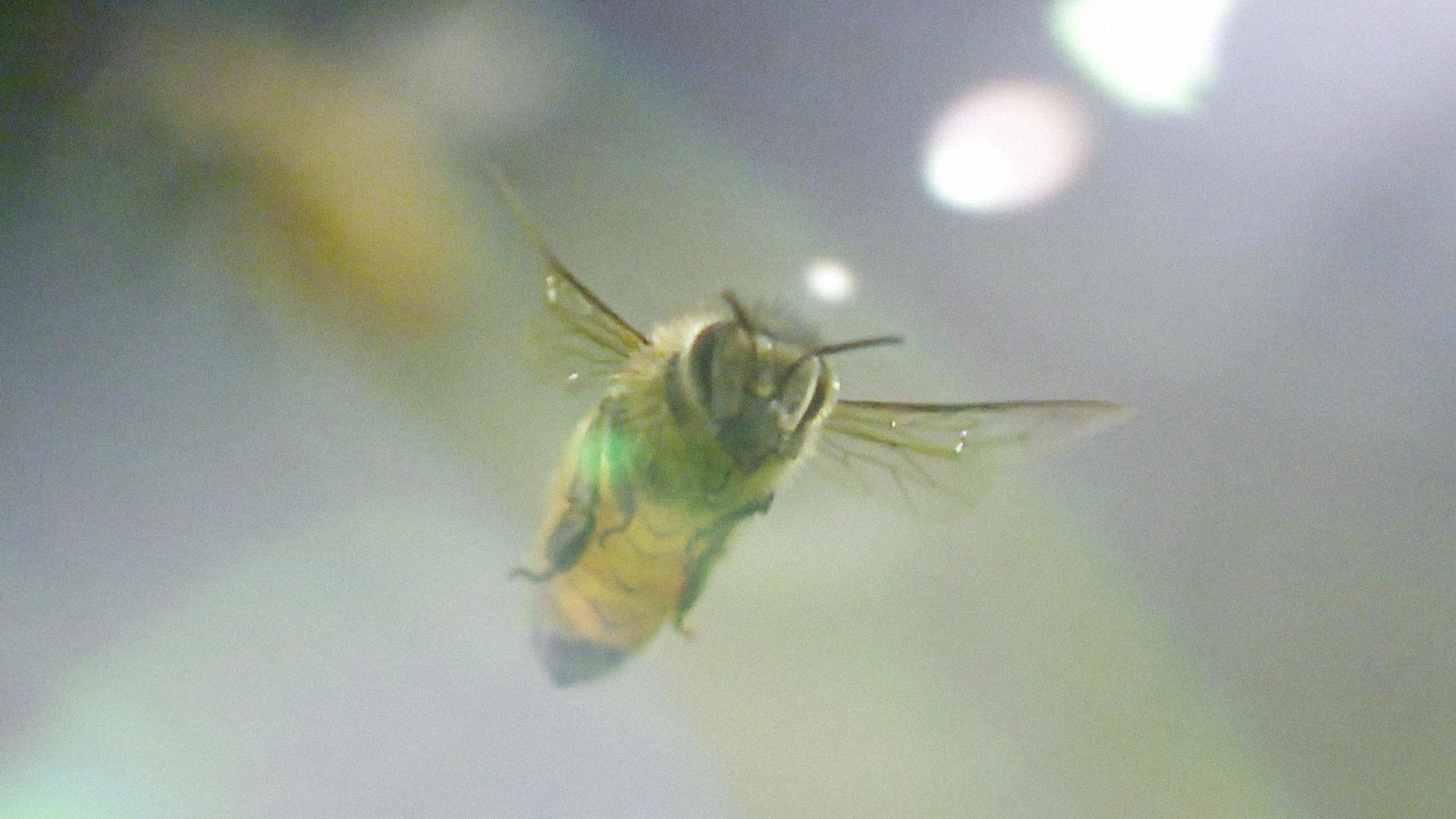 Get An Up-Close, Super Slow-Motion Look At Honey Bees In Flight And At ...