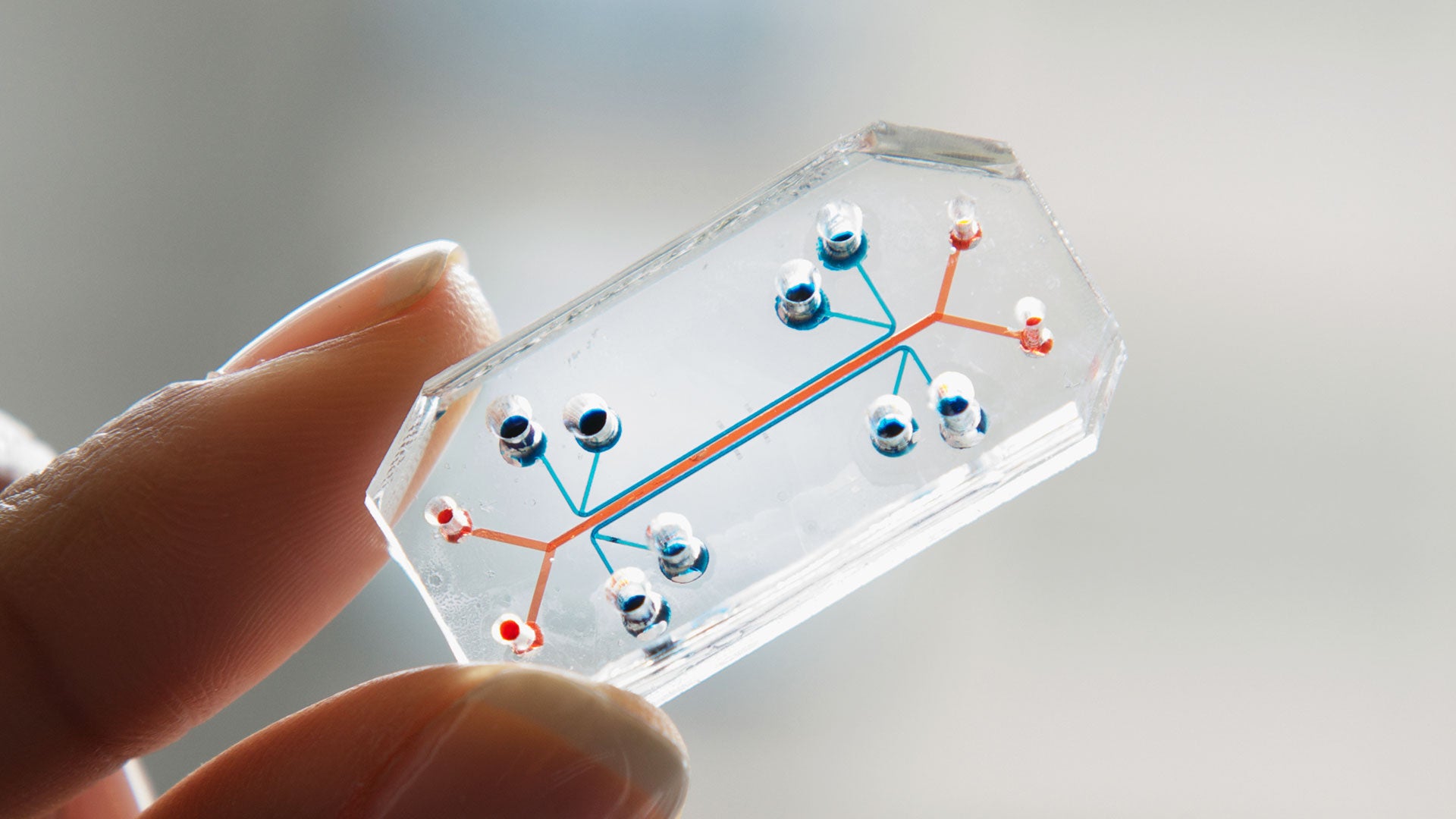 The Coming Human Body On A Chip That Will Change How We Make Drugs ...