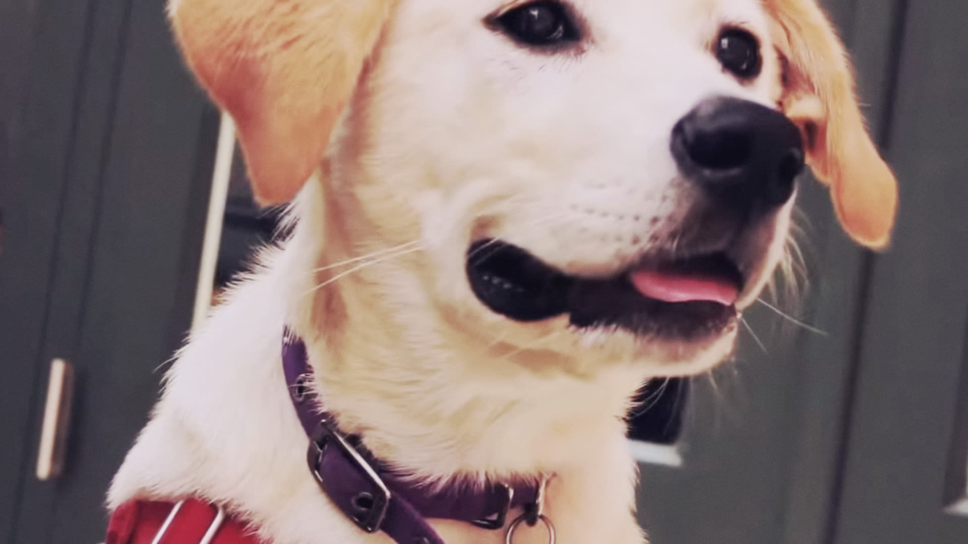 Now You Can Find A New Kind Of Love On Tinder-With Adoptable Dogs ...