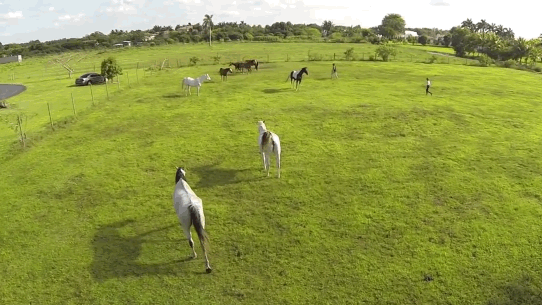 It's Time To Experience The Joy Of Prancercise All Over Again - Fast ...