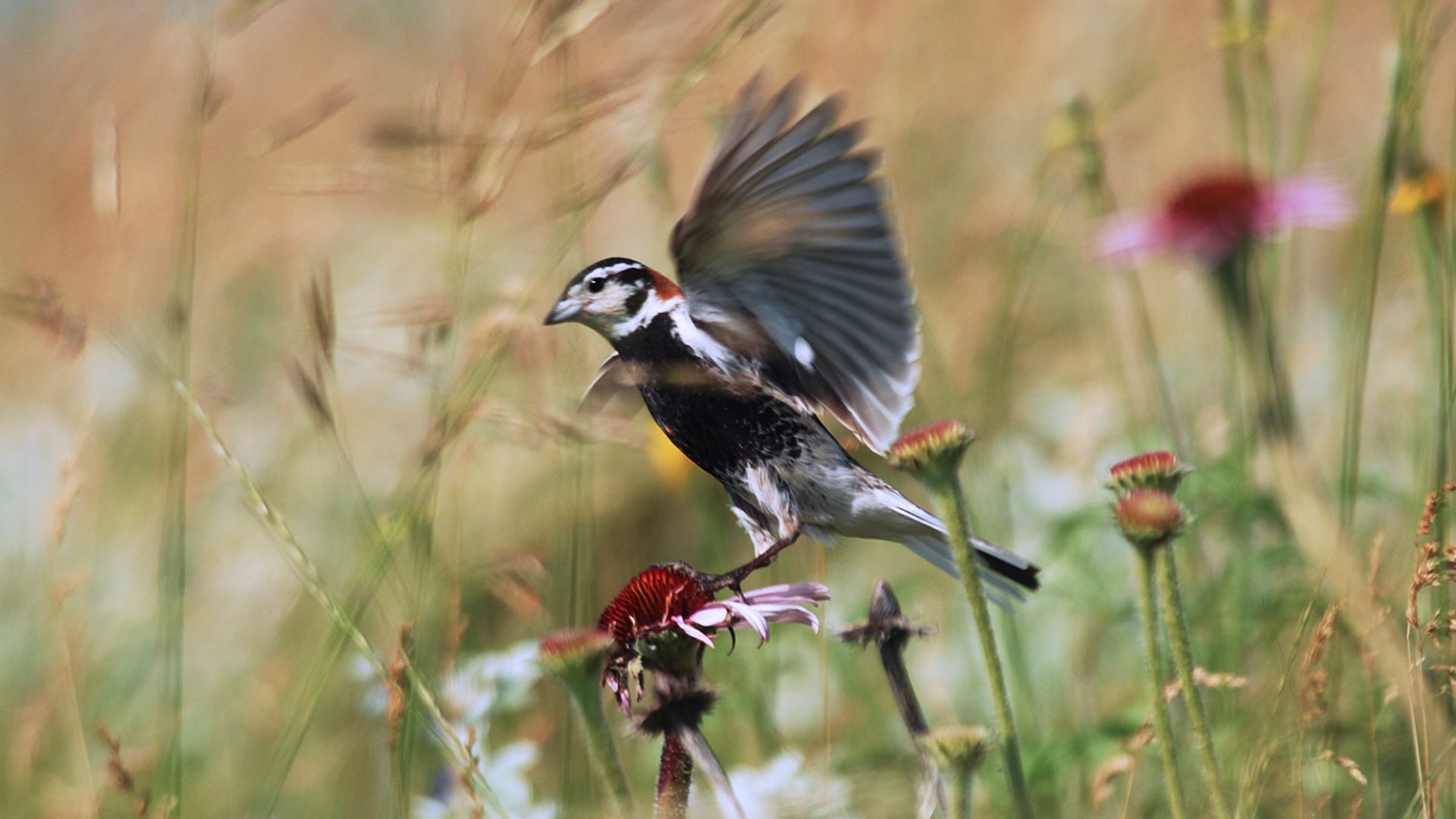 See How Birds Are Going To Deal With Climate Change (Hint: Not Well ...