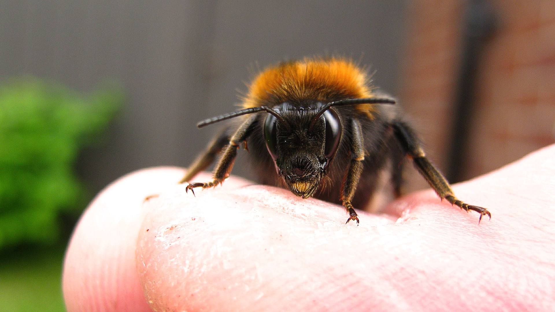 An Adorable, Tiny First Aid Kit So Anyone Can Help Rescue The Bees ...