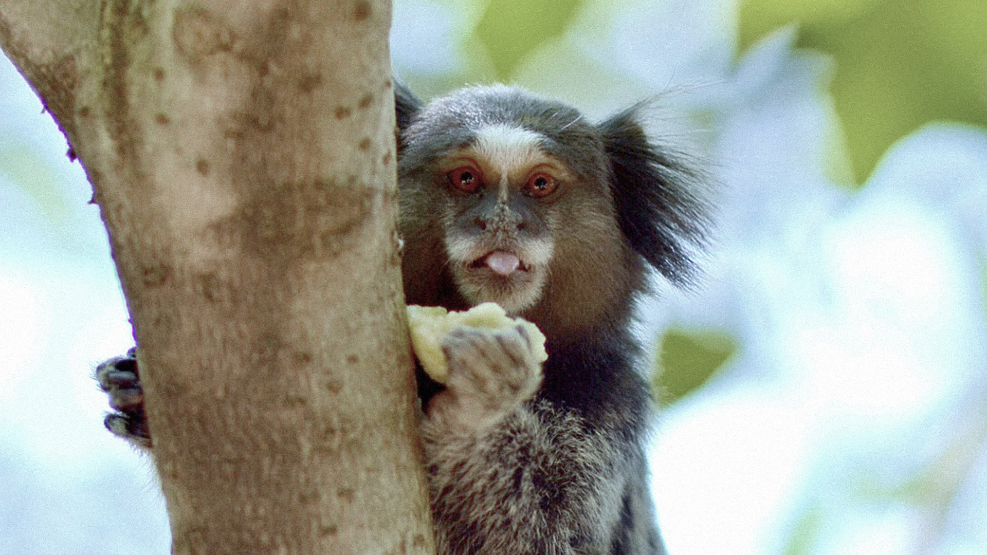 Our Sense Of Fairness Is As Old As Our Monkey Ancestors - Fast Company