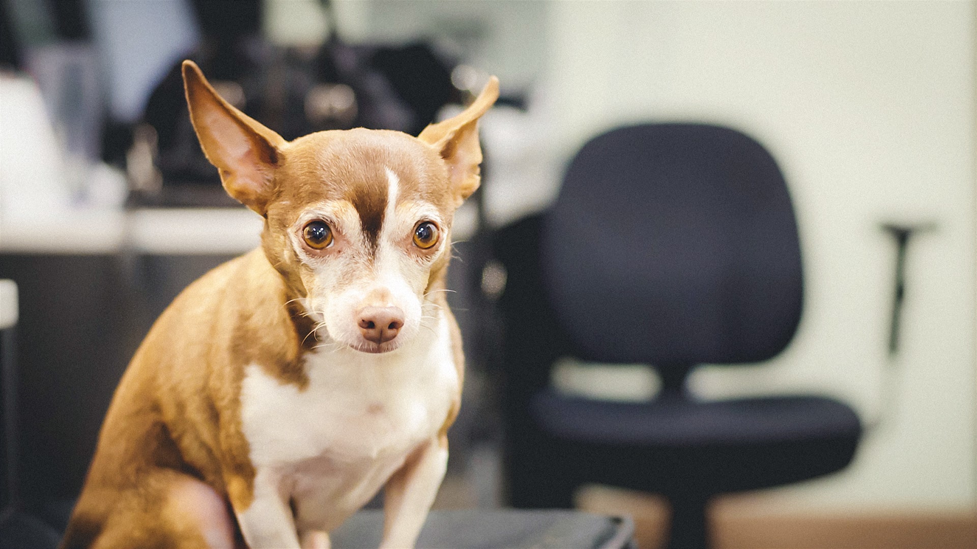 Enter America's Top Office Dog Competition Right Now - Fast Company