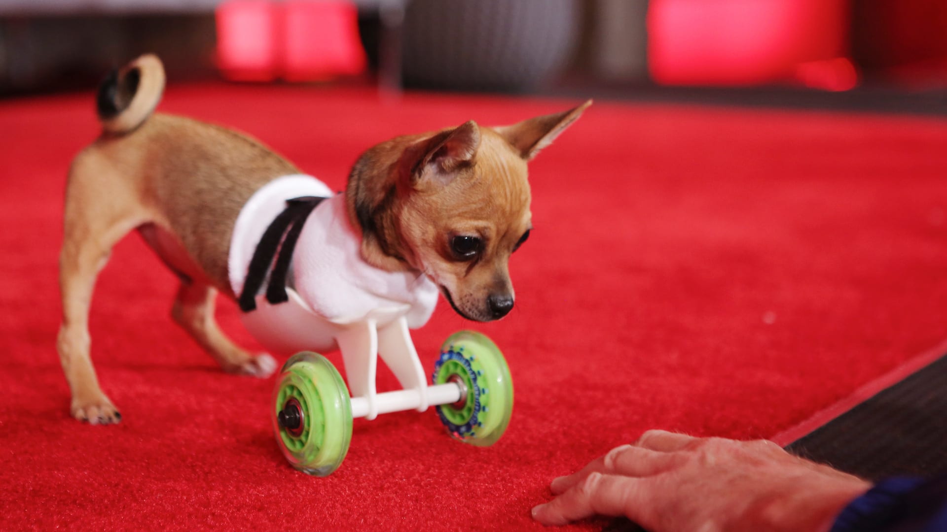 Tiny Mics, A Dog In A 3-D Printed Wheelchair, Emcee Who Barks: It's TED ...