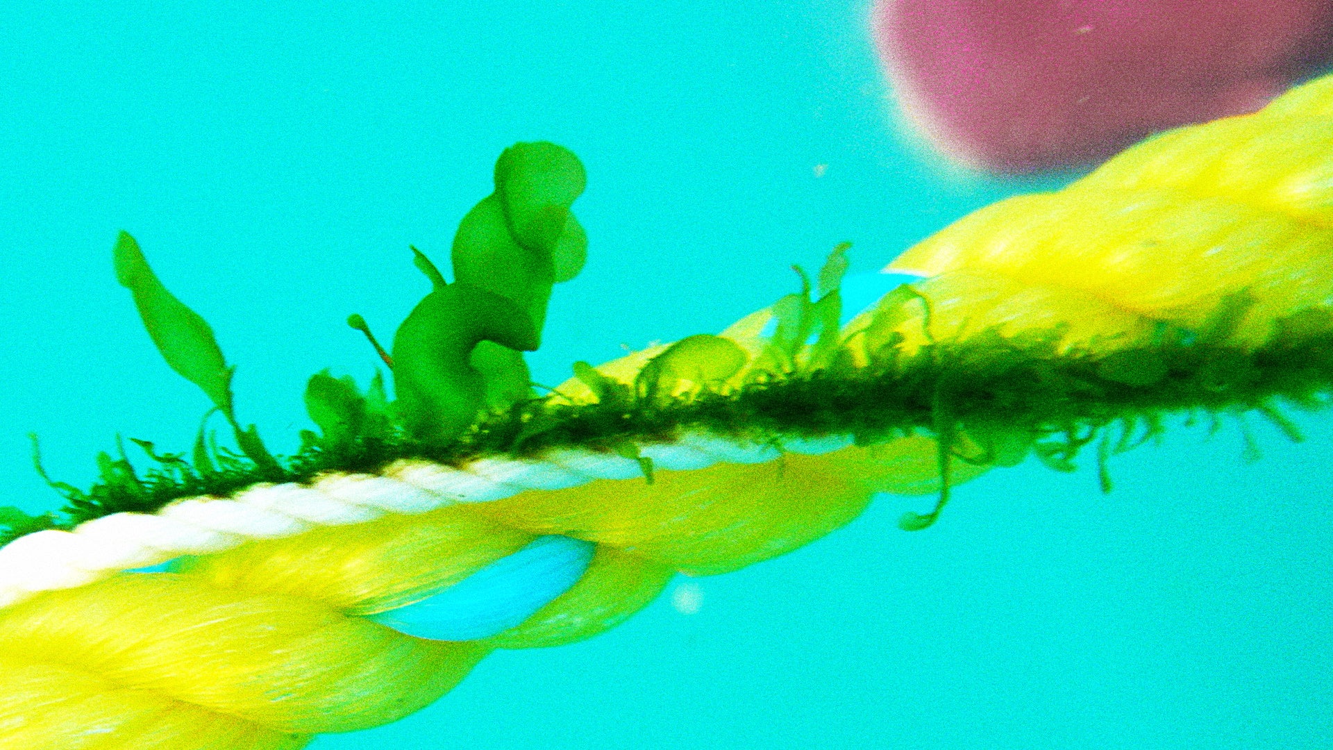 Farming Gets A New Crop: Seaweed - Fast Company