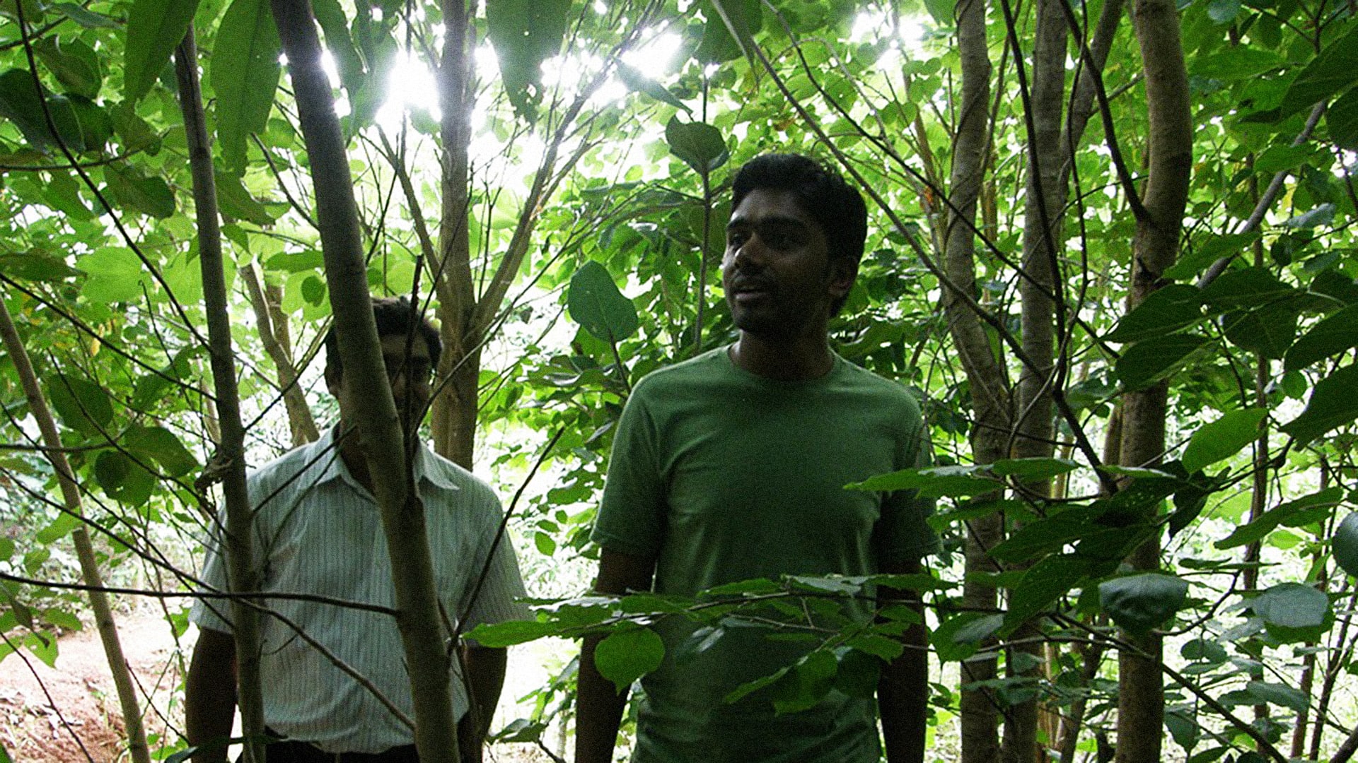 These Miniature Super-Forests Can Green Cities With Just A Tiny Amount ...