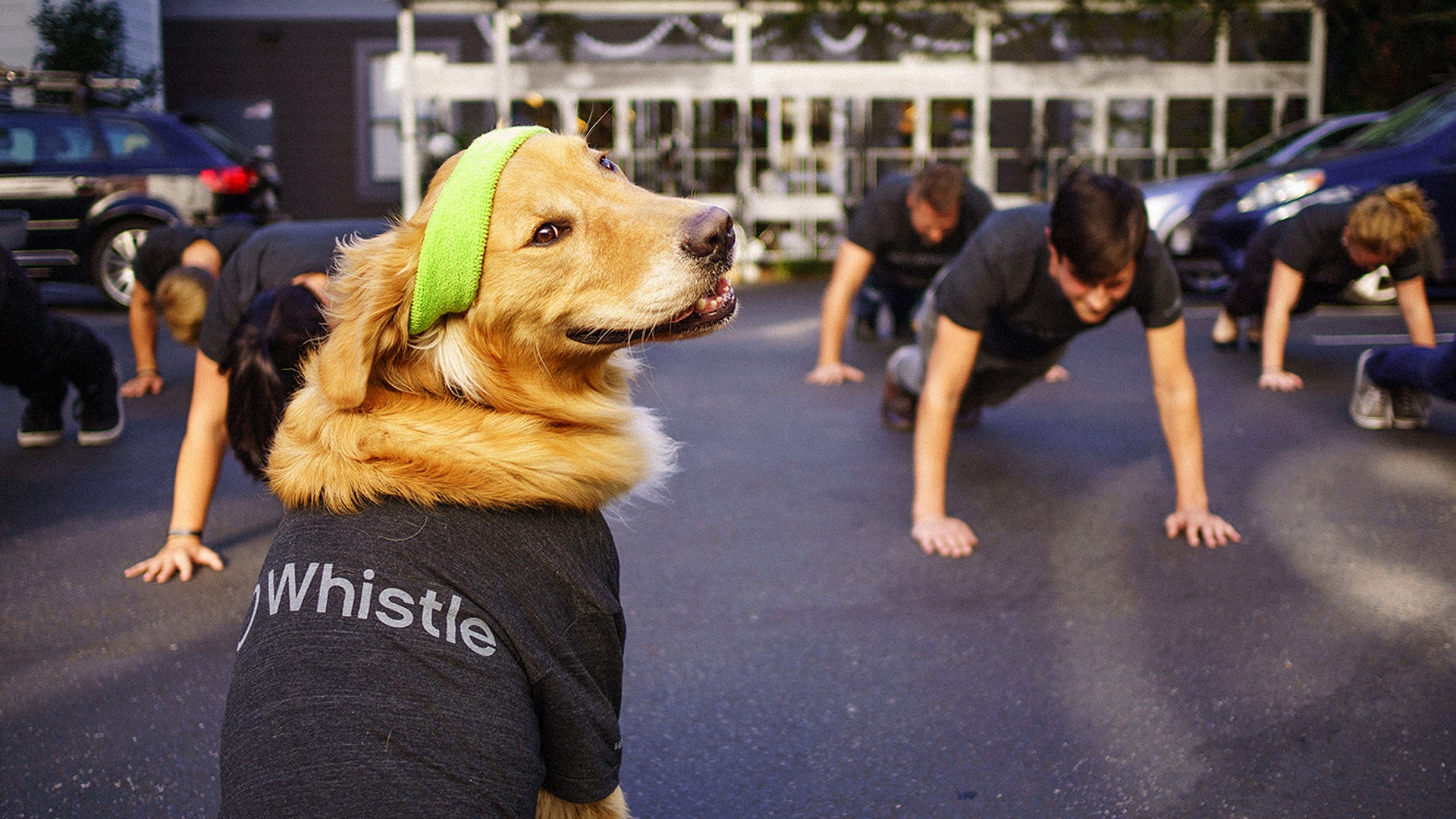 A Day In The Life Of An Office Dog - Fast Company