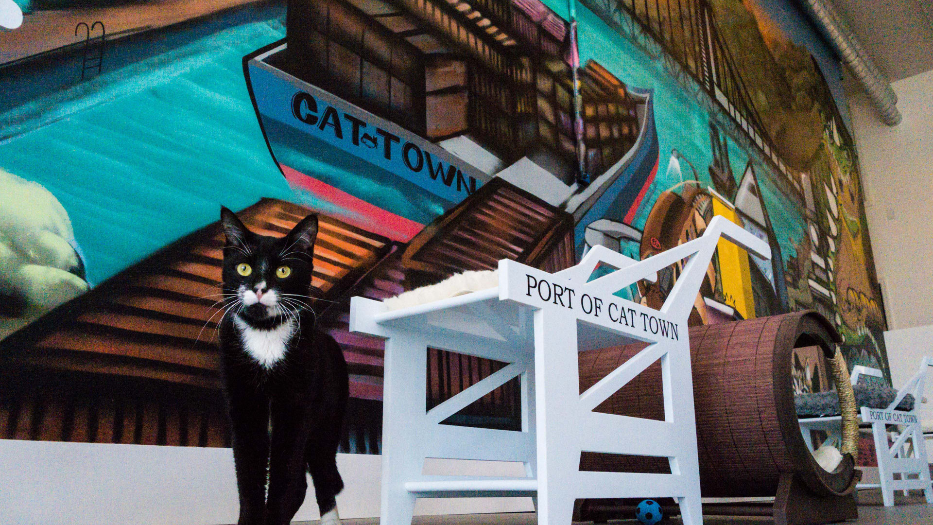Inside America's First Cat Café - Fast Company