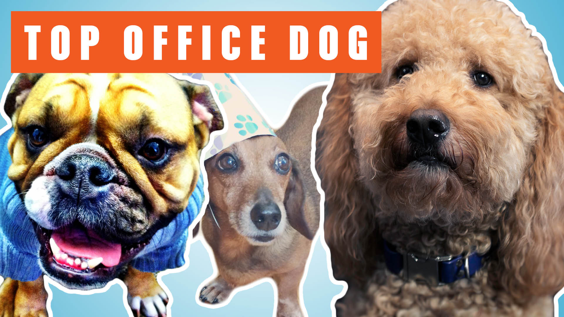 Vote Now: America's Next Top Office Dog Has Over 100 Dogs And They Are ...