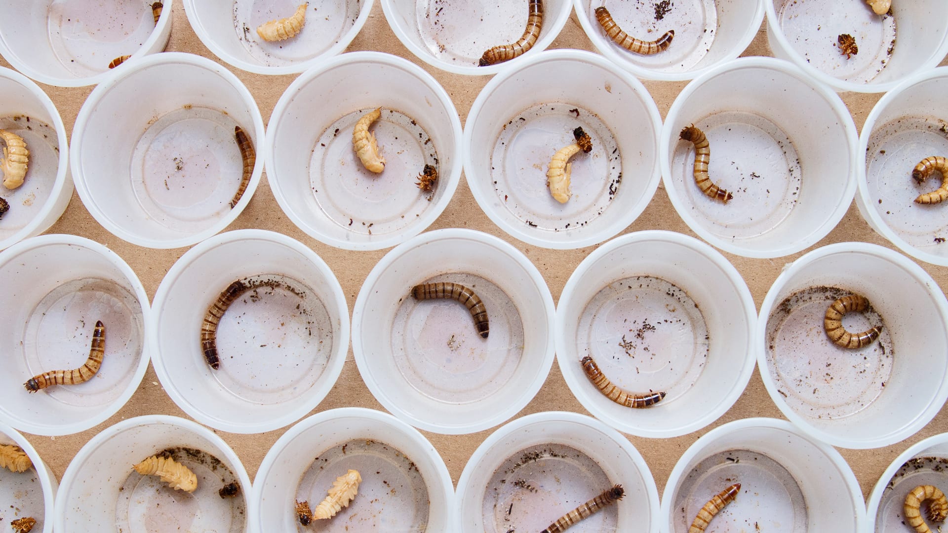 Inside The Edible Insect Industrial Complex - Fast Company