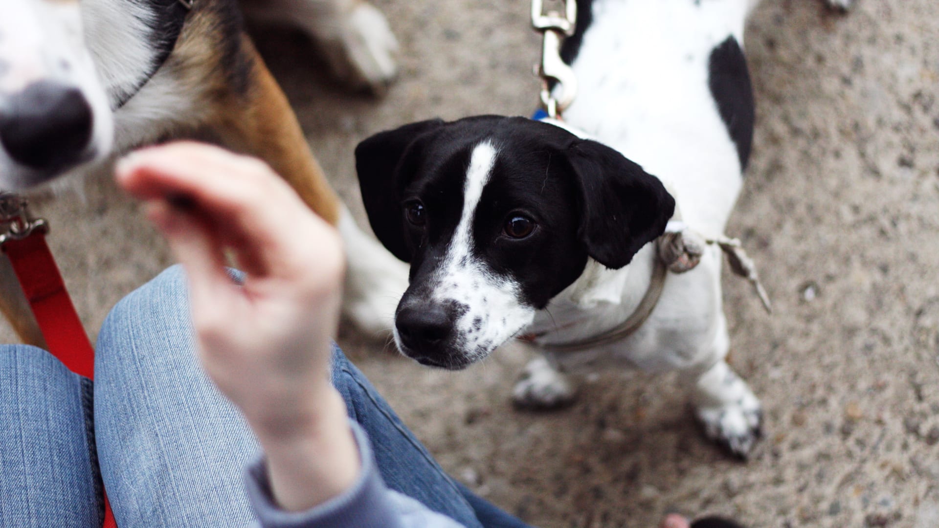 This Computerized Harness Might Be The Dog Translator We've Been ...