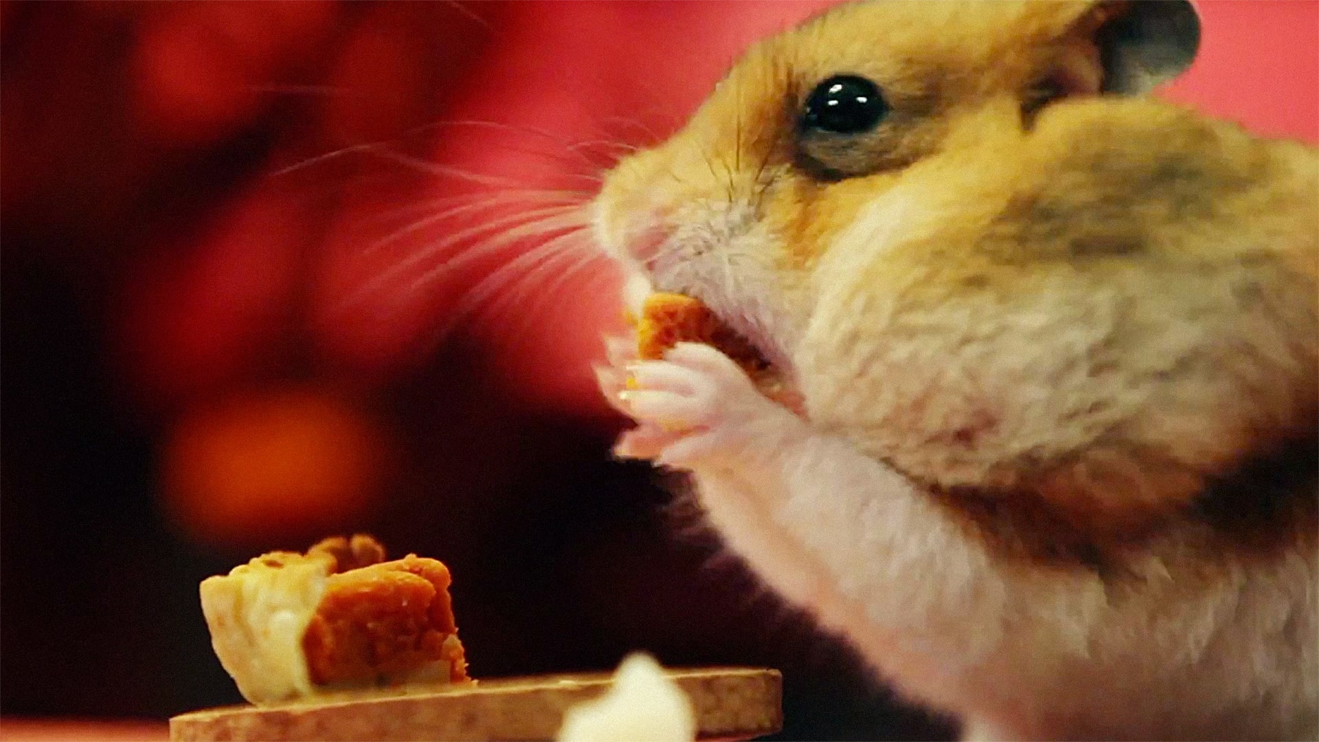 When Tiny Burritos Aren't Enough: Welcome To A Tiny Hamster ...