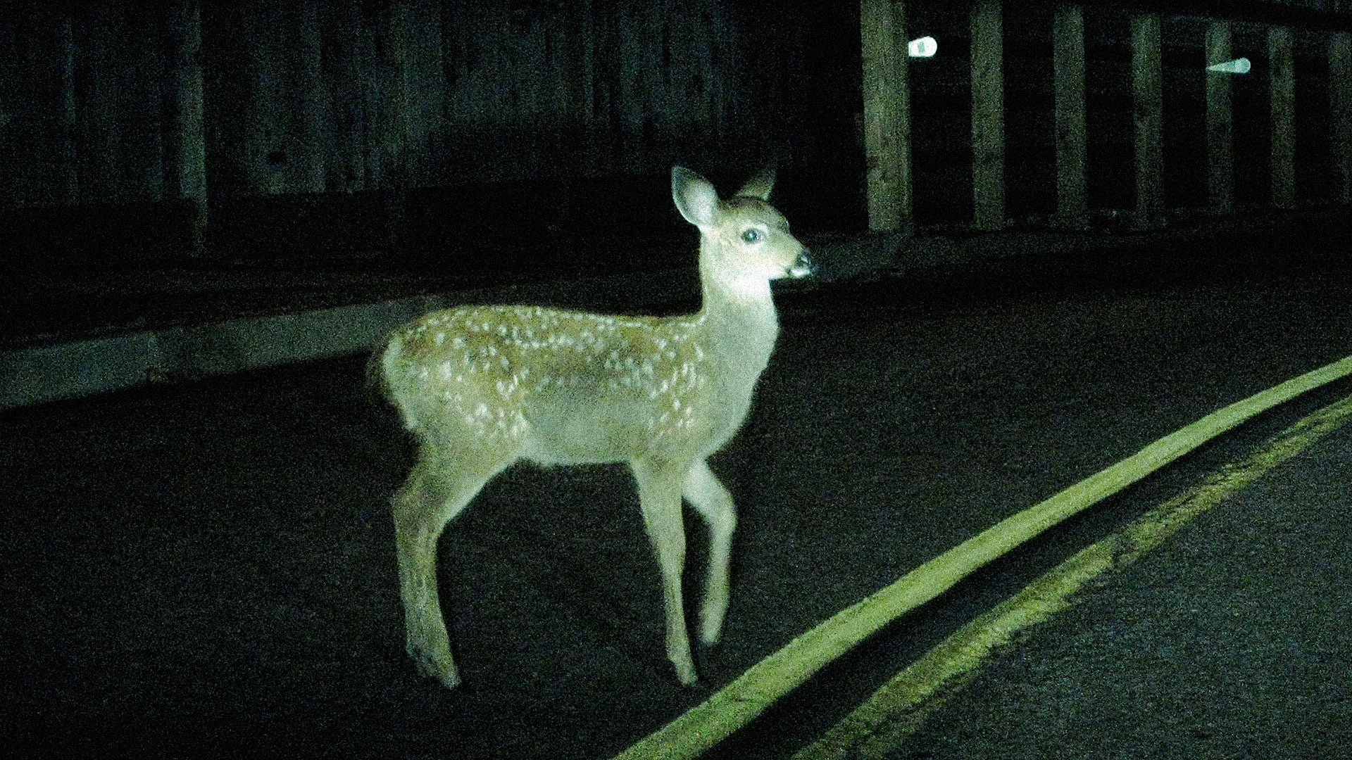 Ending Roadkill By Giving Animals Right Of Way - Fast Company
