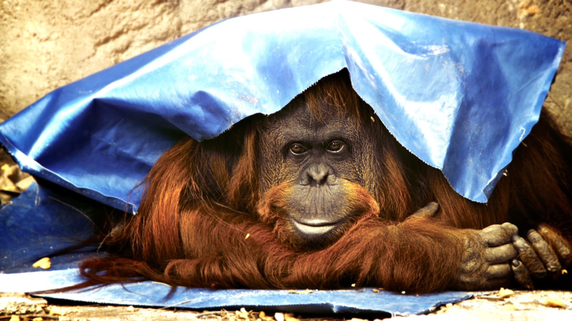 U.S. Lawyers Left Guessing At Argentine Animal Rights Ruling - Fast Company