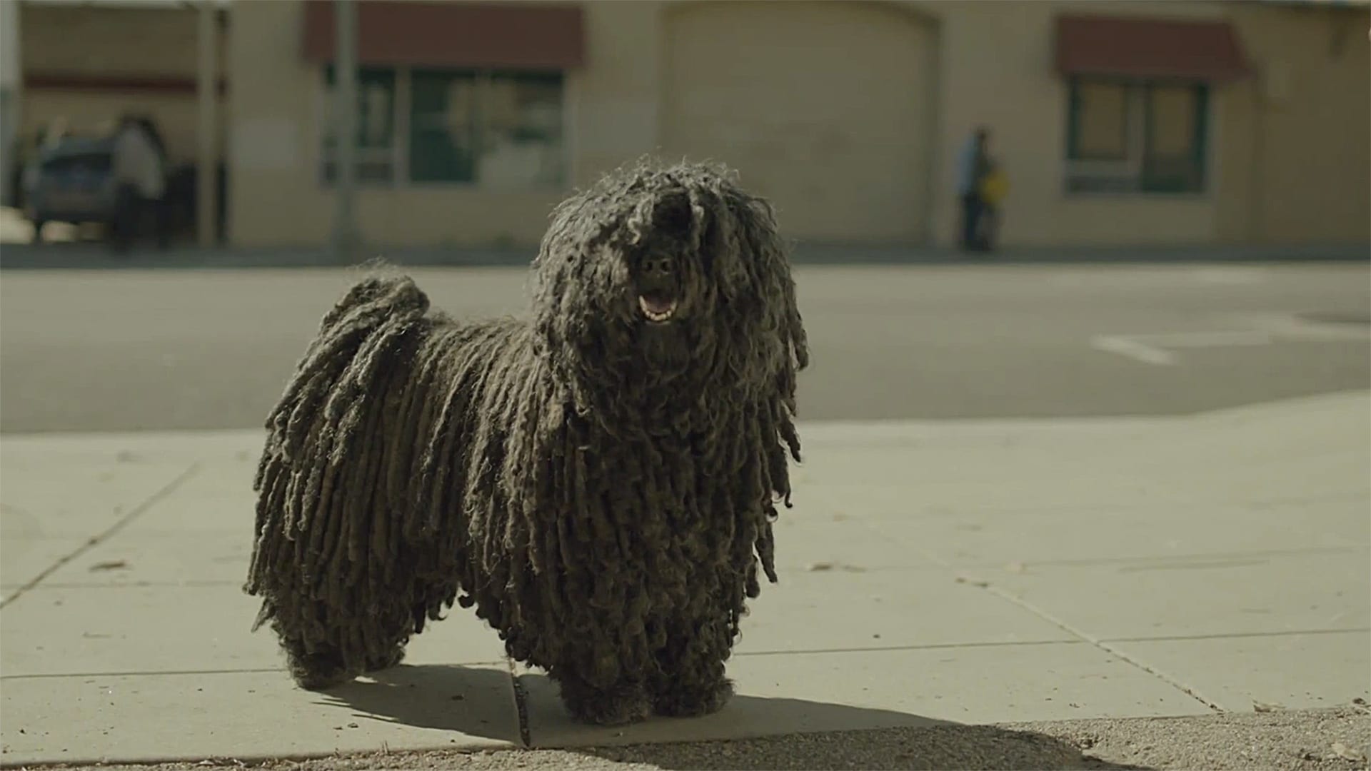 An Adorable Mop Dog Stars In Dr. Pepper's Tear-Jerking New Ad - Fast ...