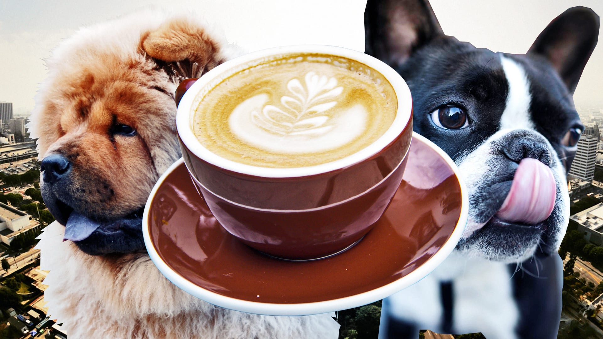 Lattes With A Side Of Cuddles: Lessons From "America's First Dog Cafe ...