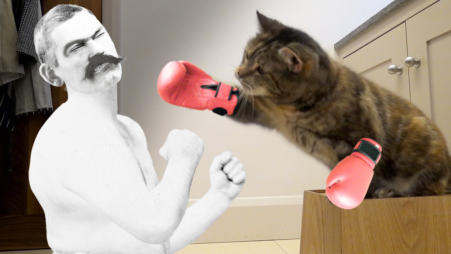 Boxing Cats Take On Toy Mice And Everything Else In New Temptations ...