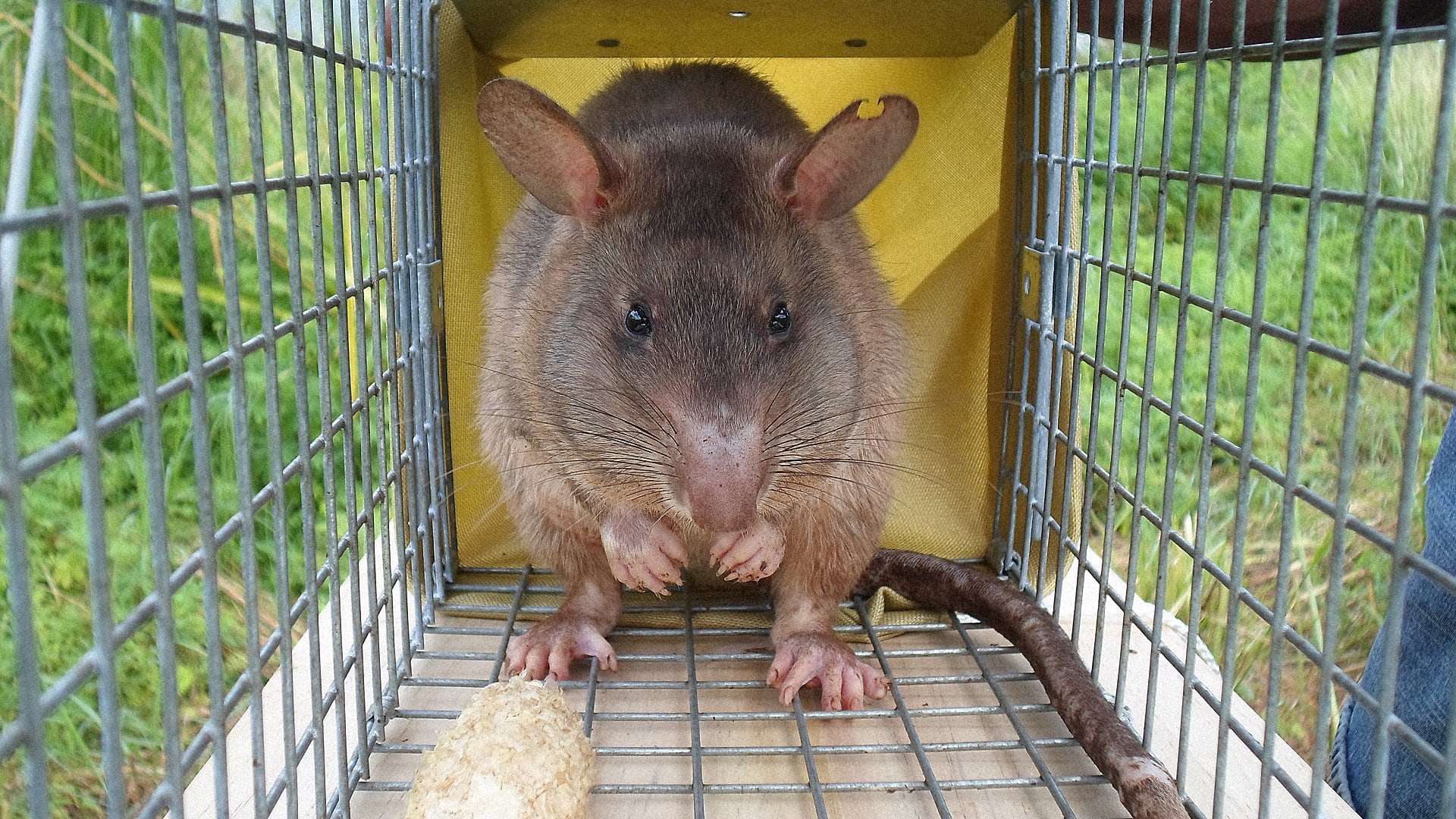 These Giant Bomb-Sniffing Rats Could Save Your Life One Day - Fast Company