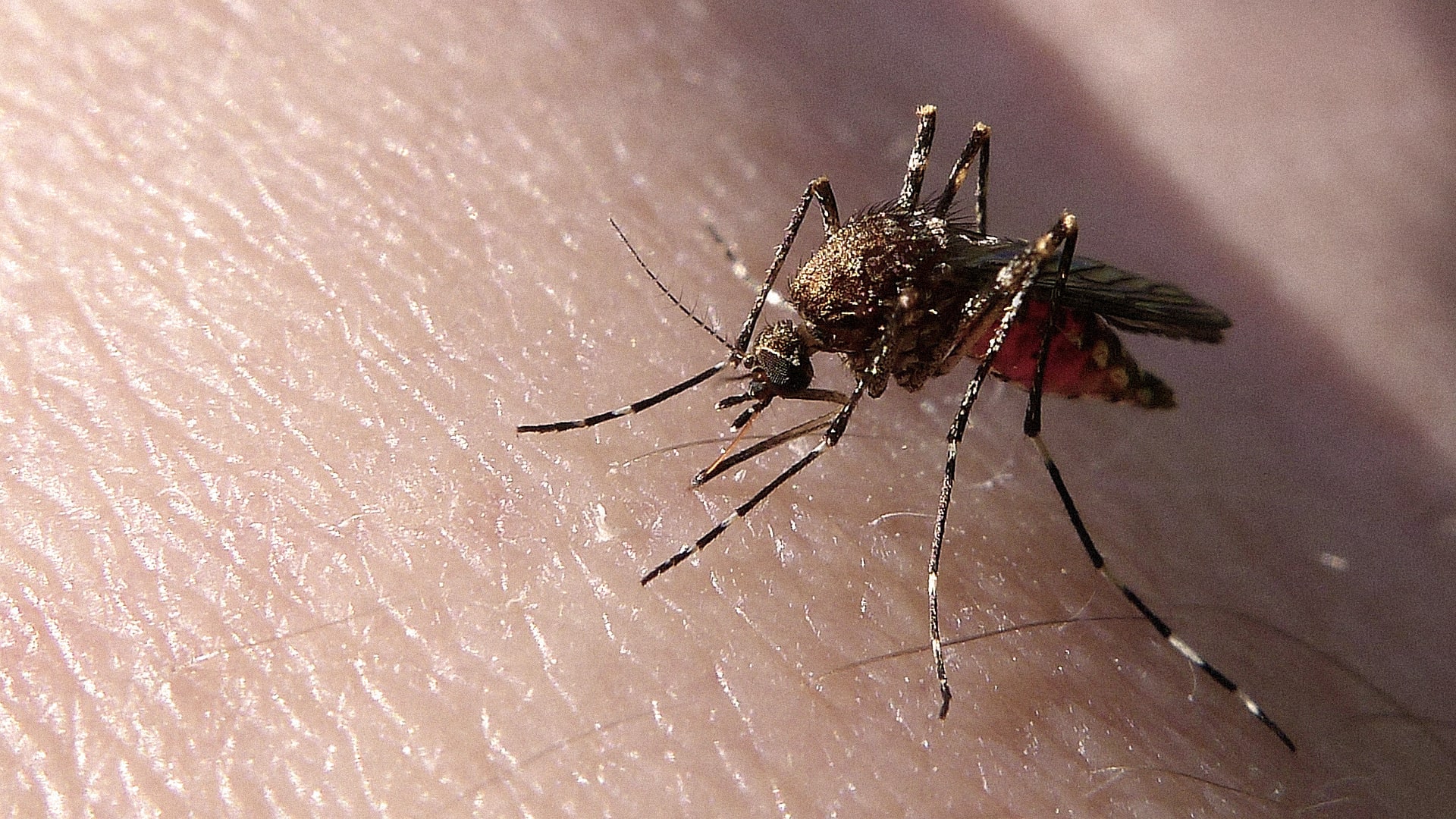 New LED Lights Are Stopping Insects Before They Bite Us And Give Us ...