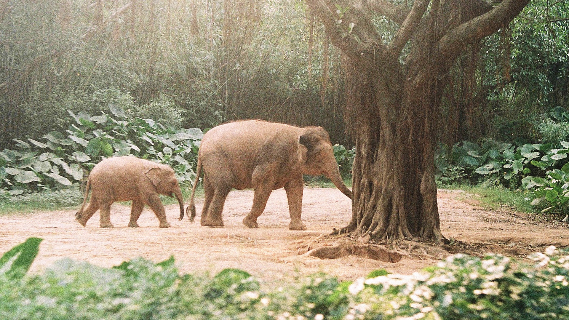 The Countries With The Most Endangered Mammals - Fast Company