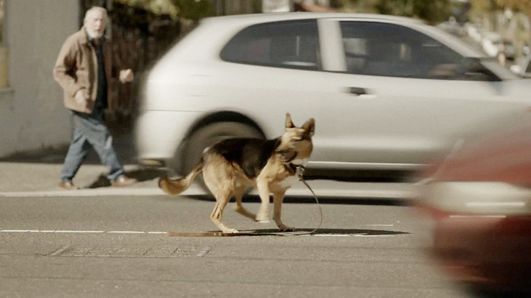Dogs Bring Out The Best In Humanity In This Sweet Pedigree Campaign ...