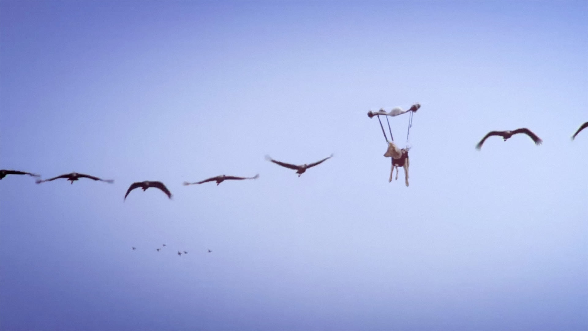 That Same Day Puppy Drone Delivery Service Is Really A Humane Society ...