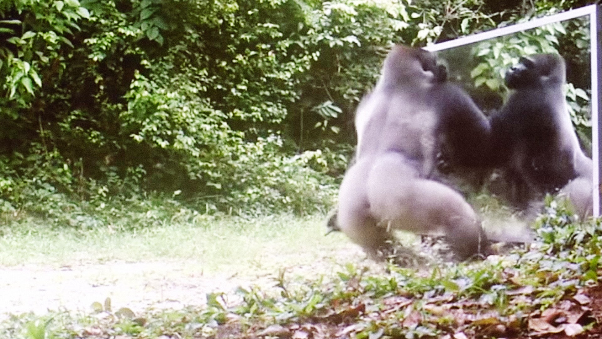 Watch The Wildly Different Reactions Of Wild Animals Seeing Themselves ...