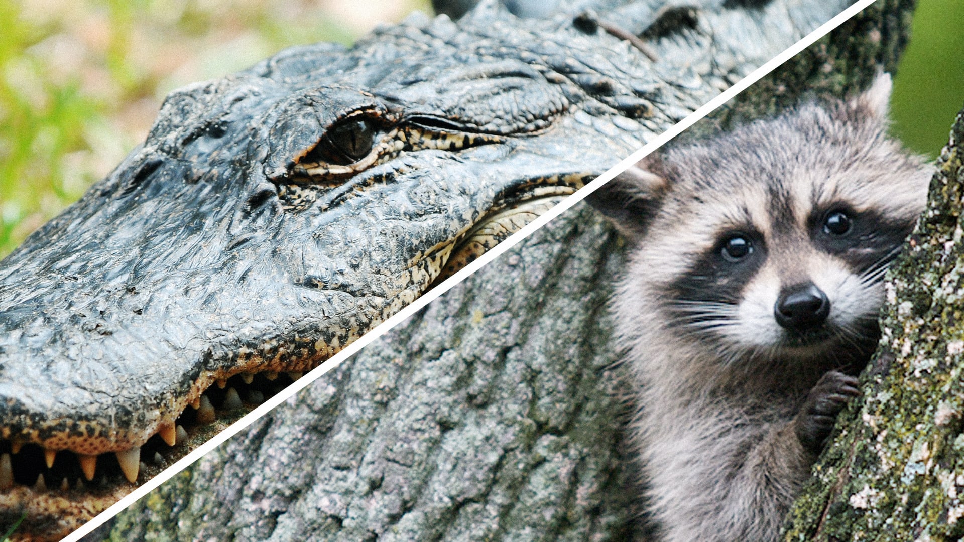 You Need This In Your Life: An Oddly Serene Photo Of a Raccoon Surfing ...