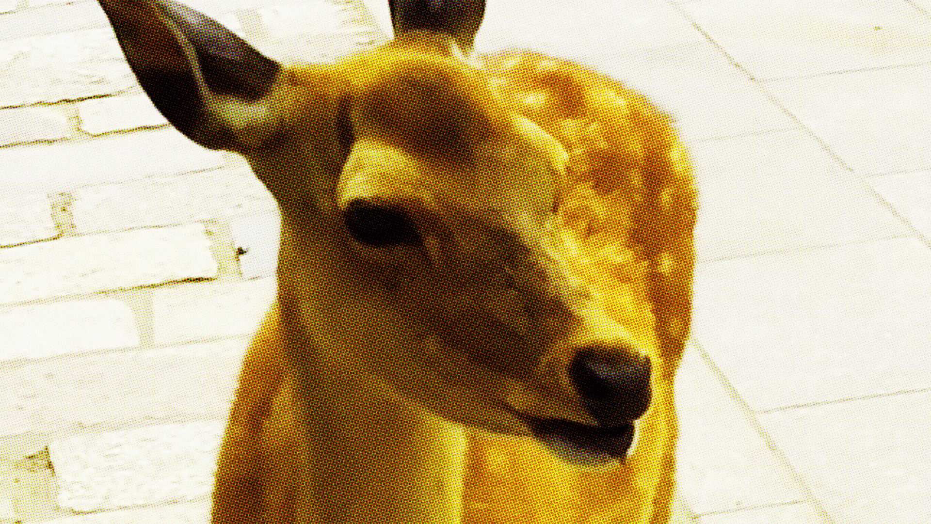 6 Very Cute Animals, Screaming - Fast Company