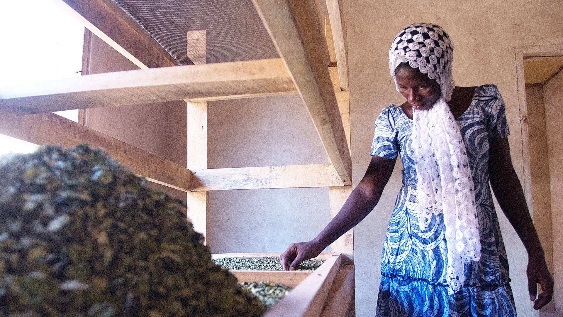 Meet Moringa, The African Superfood That's Healthier Than Kale - Fast ...