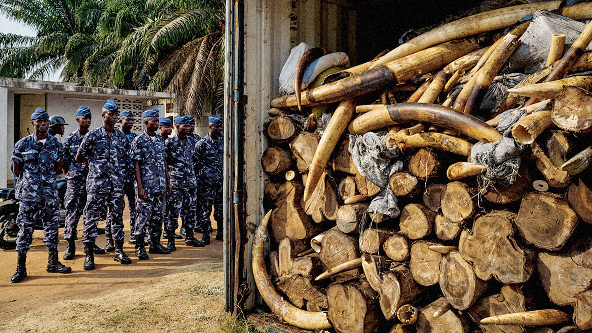 How Ingenious Fake Elephant Tusks Helped Track The Illegal Ivory Trade ...