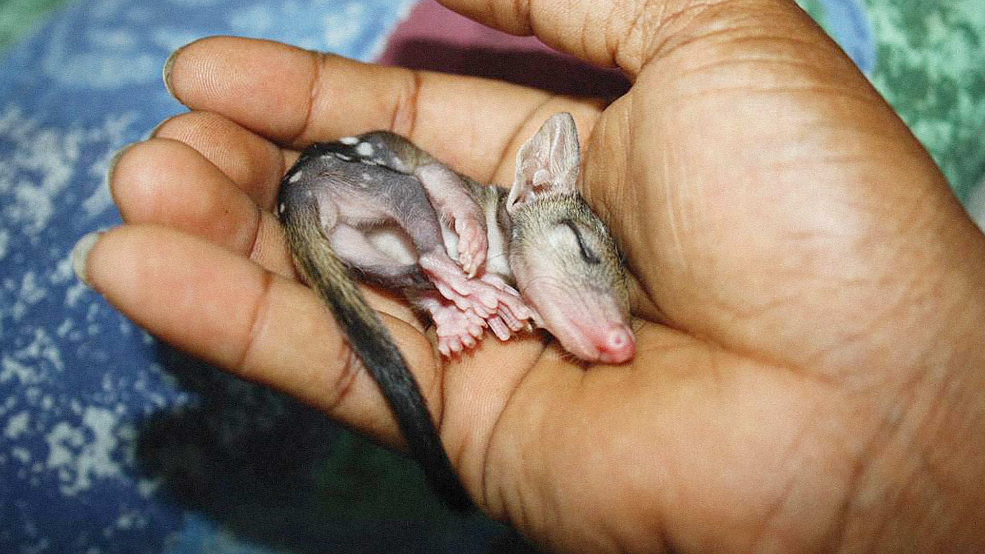 Scientists On Twitter Agree: These Are The Cutest Animals That Exist ...