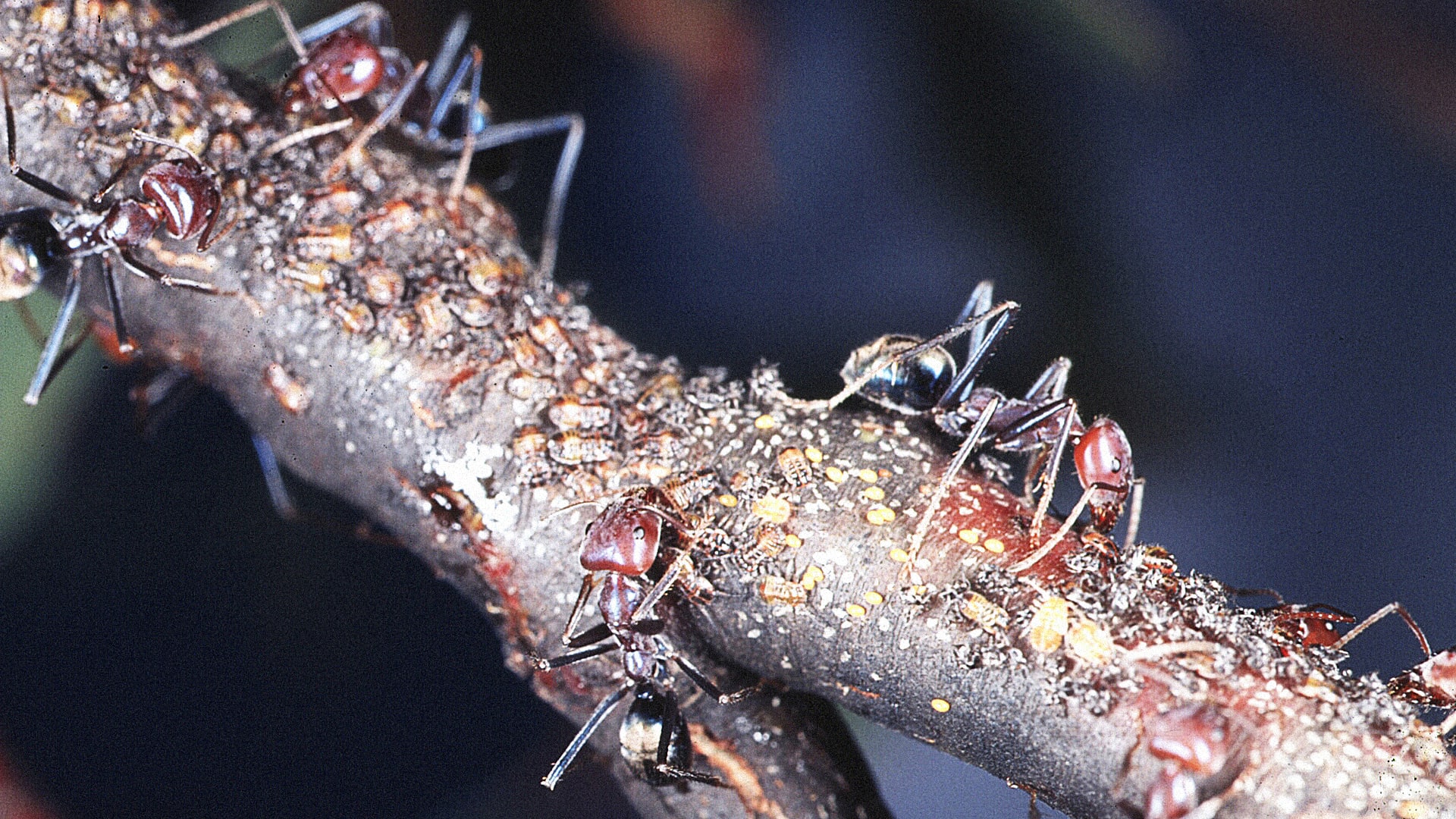 Insect Design: Learning How To Build Transportation Networks From Ants ...
