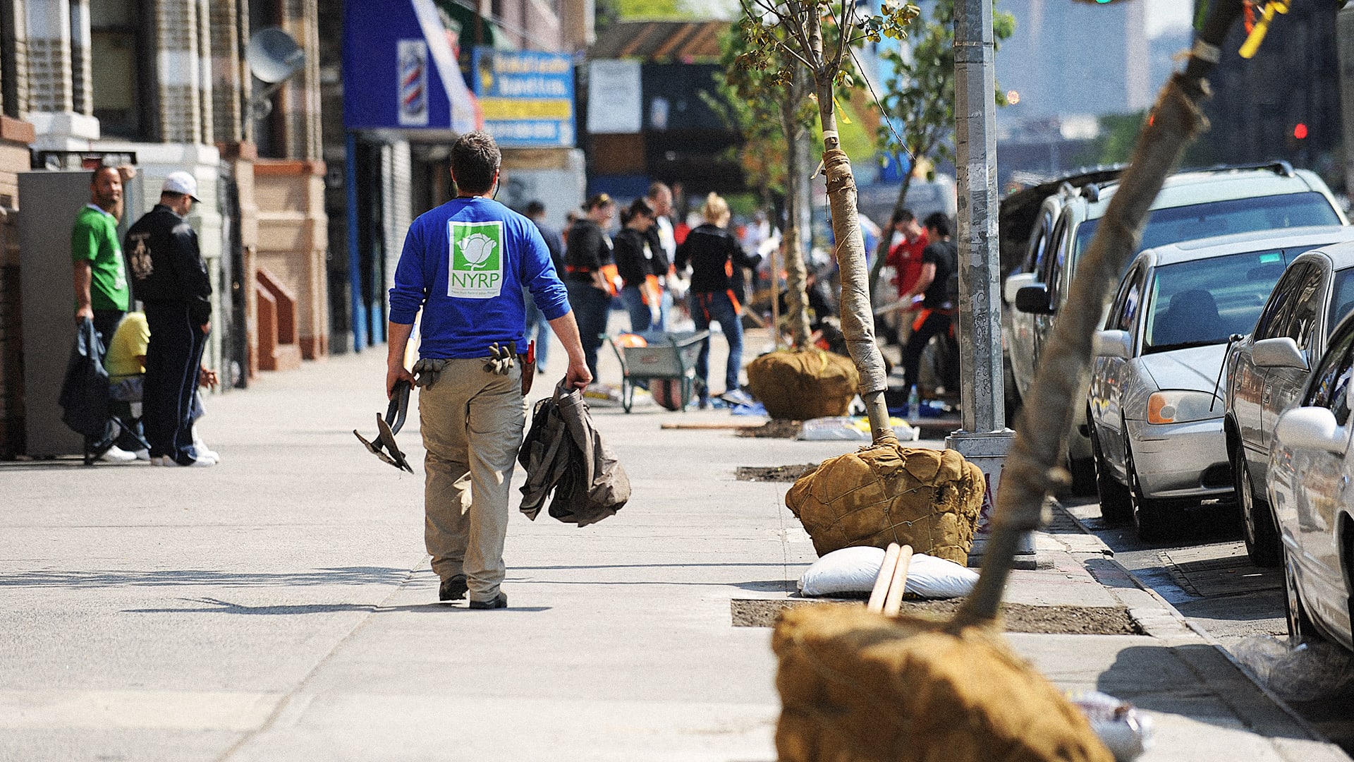 New York City Is About To Plant Its 1 Millionth New Tree, Two Years ...