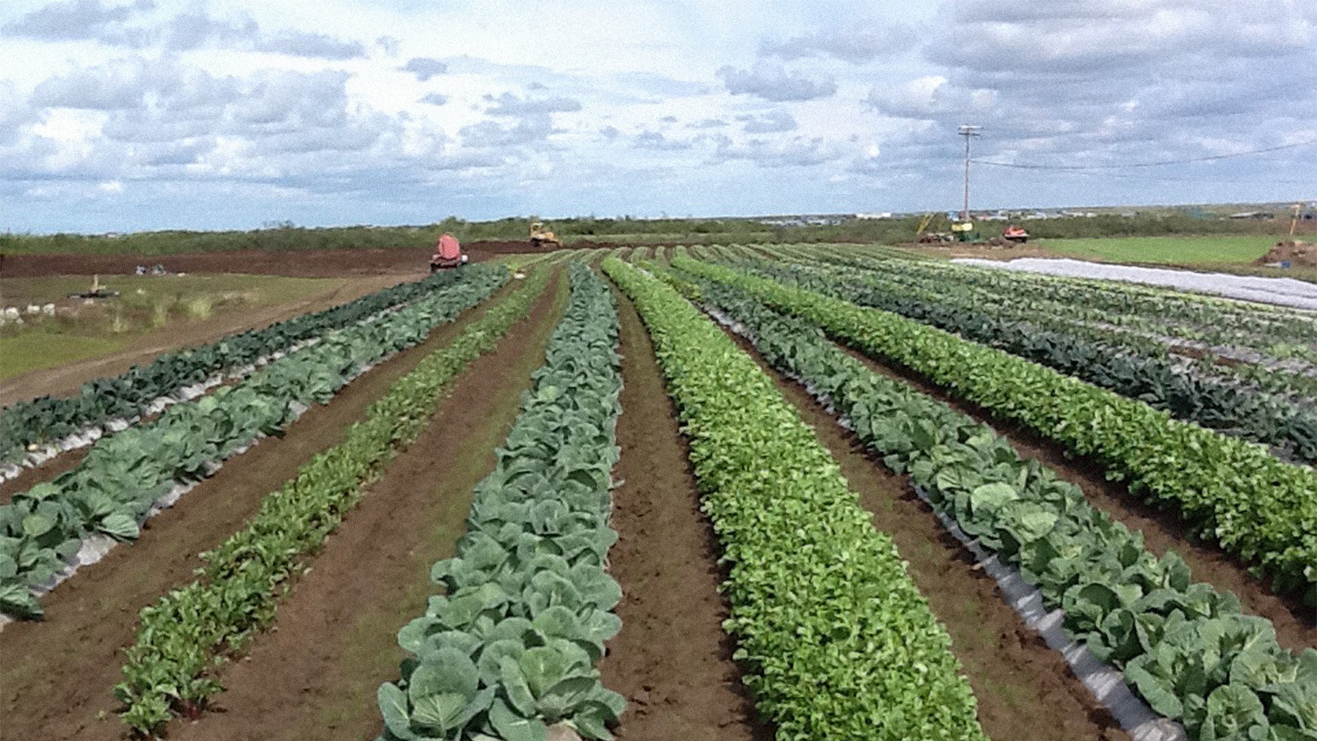 Climate Change Is Making It Possible To Farm The Alaskan Tundra - Fast ...