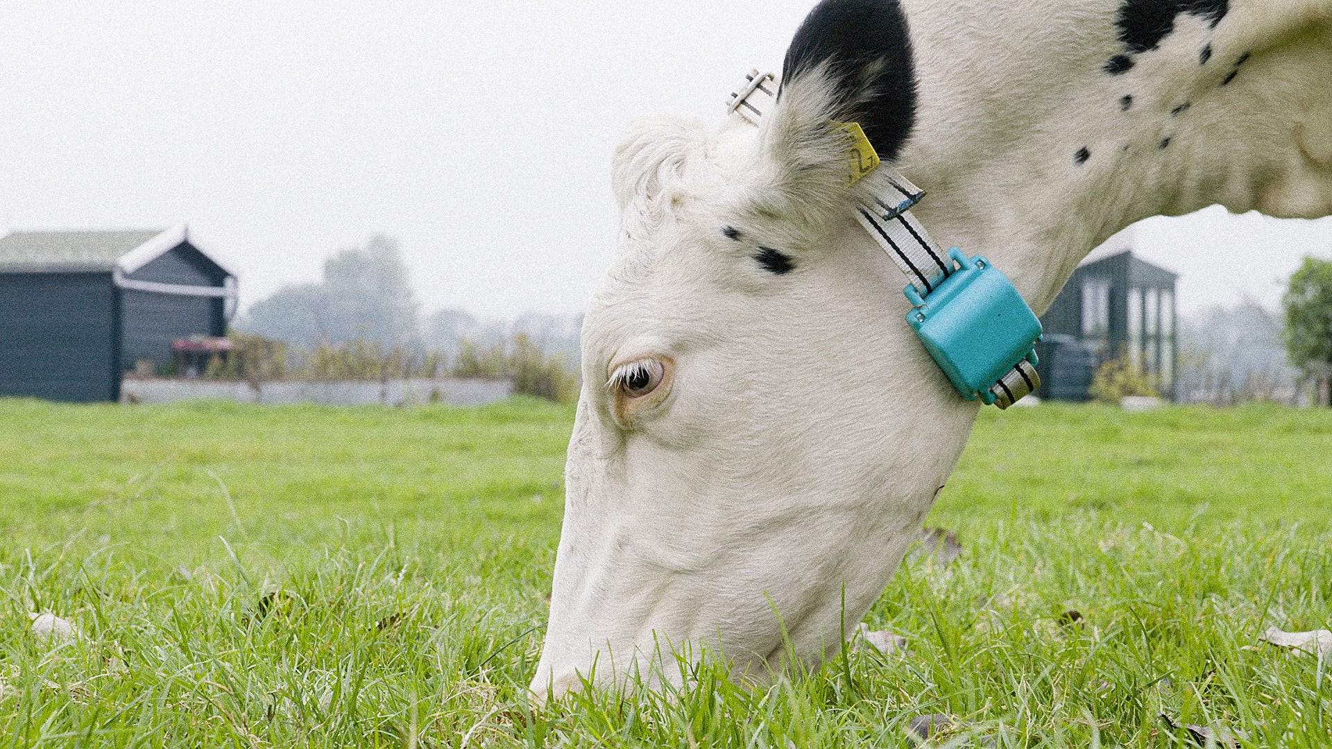 With These Animal Fitbits, Farmers Can Recognize The Patterns In Dairy ...