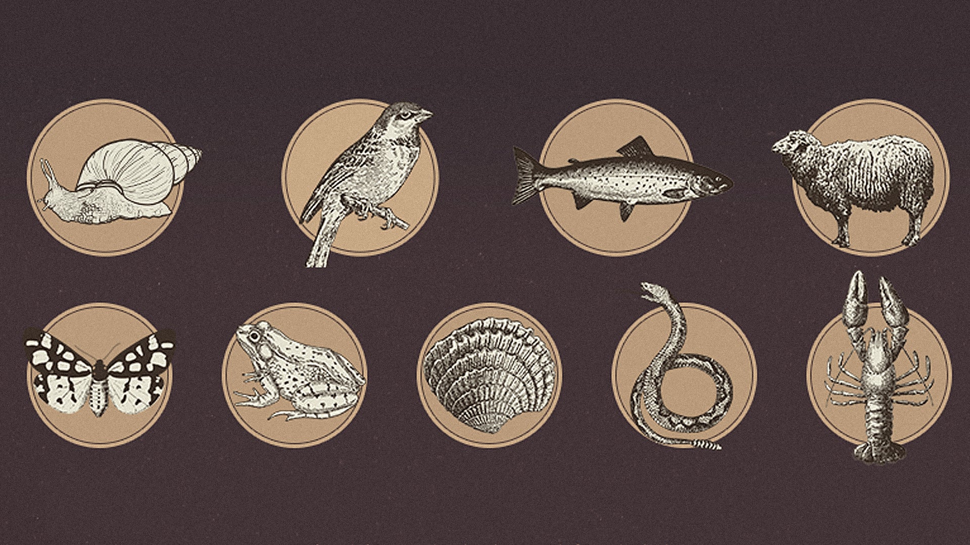 See The Animals That Have Already Died Off As The Pace Of Extinction ...